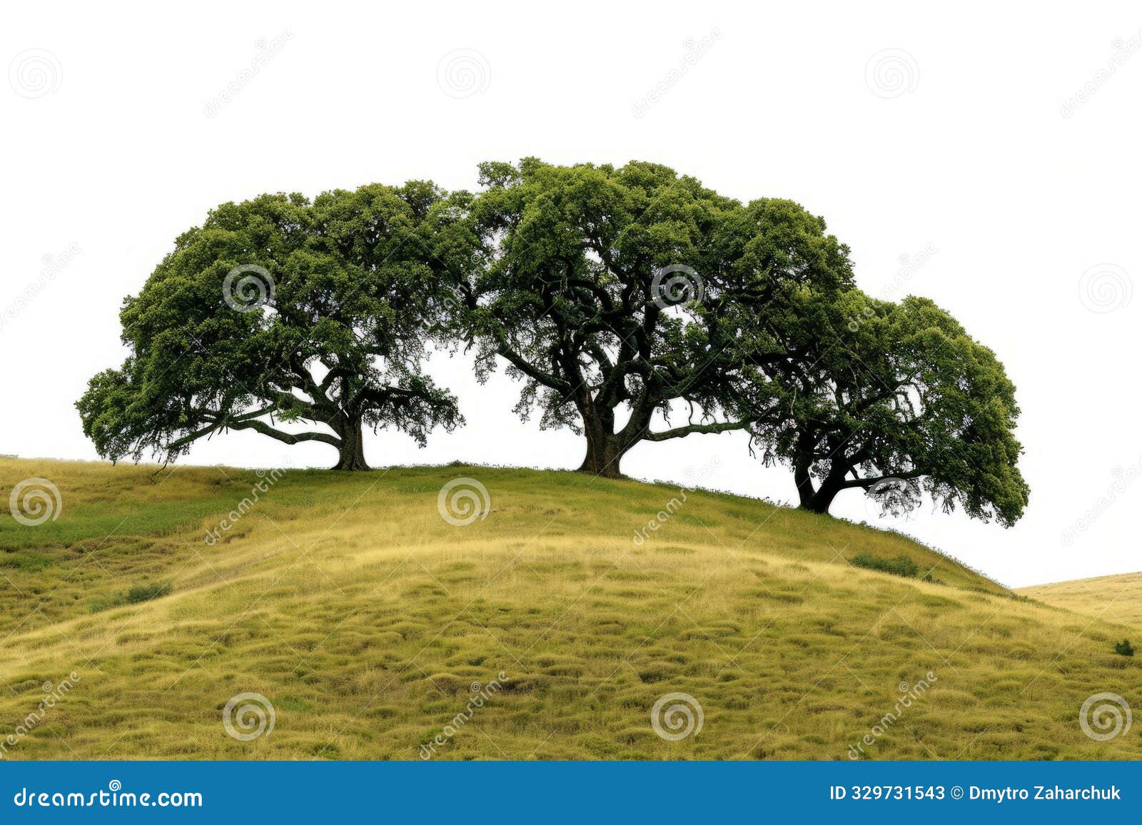 Panoramic Landscape of Rolling Hills Covered with Ancient Oak Trees ...