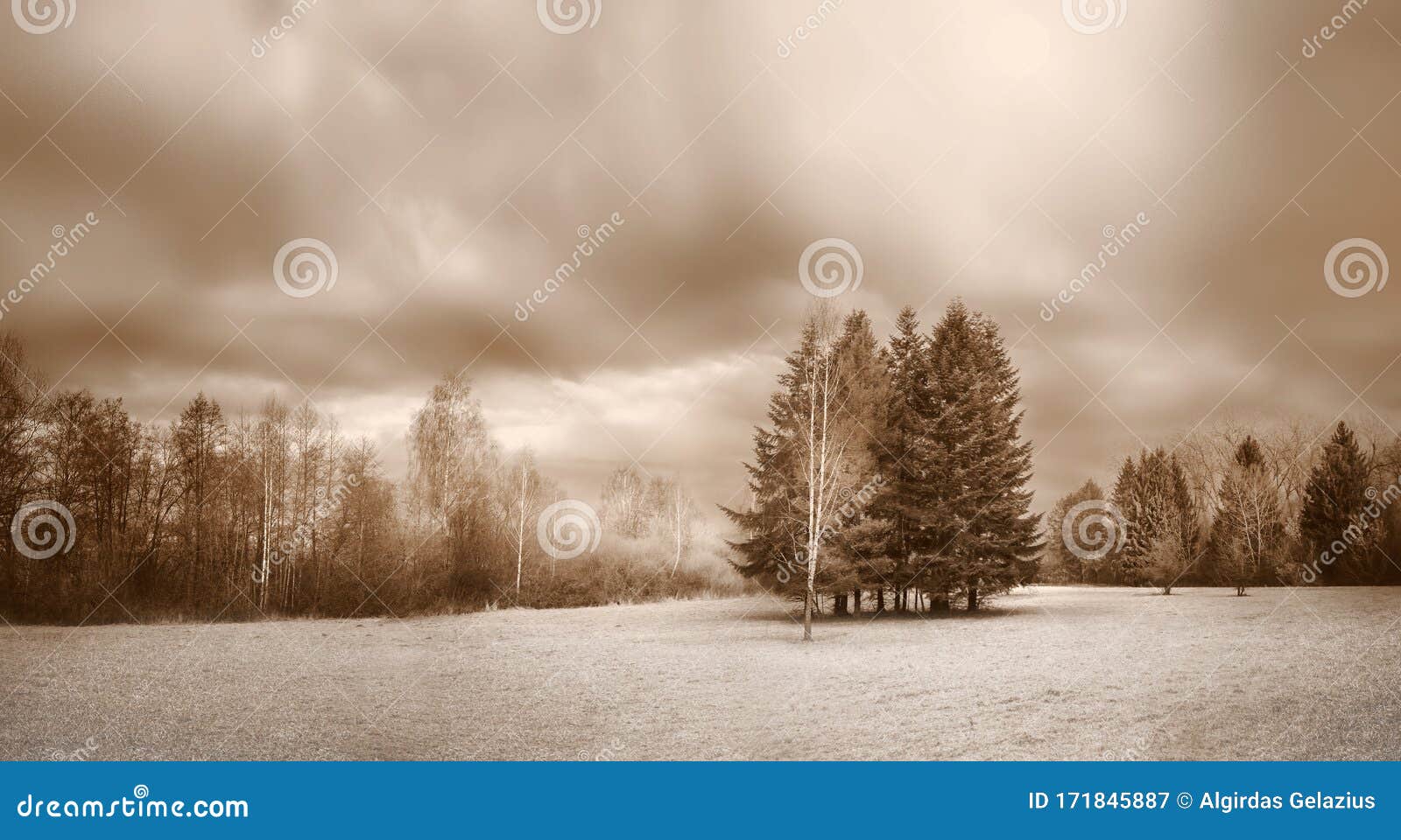 Panoramic Landscape with Trees in Winter without Snow Stock Image ...