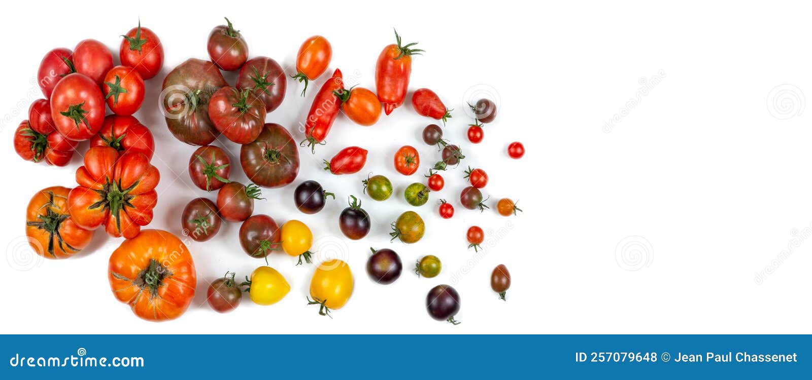 Panoramic of Old Tomatoes Grouped by Species on the Left Side of the ...