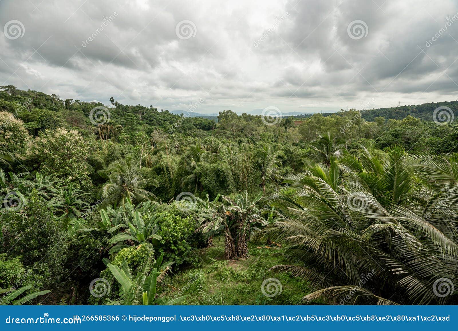 Panoramic Overlooking View of Green Tropical Vegetation Stock Photo ...