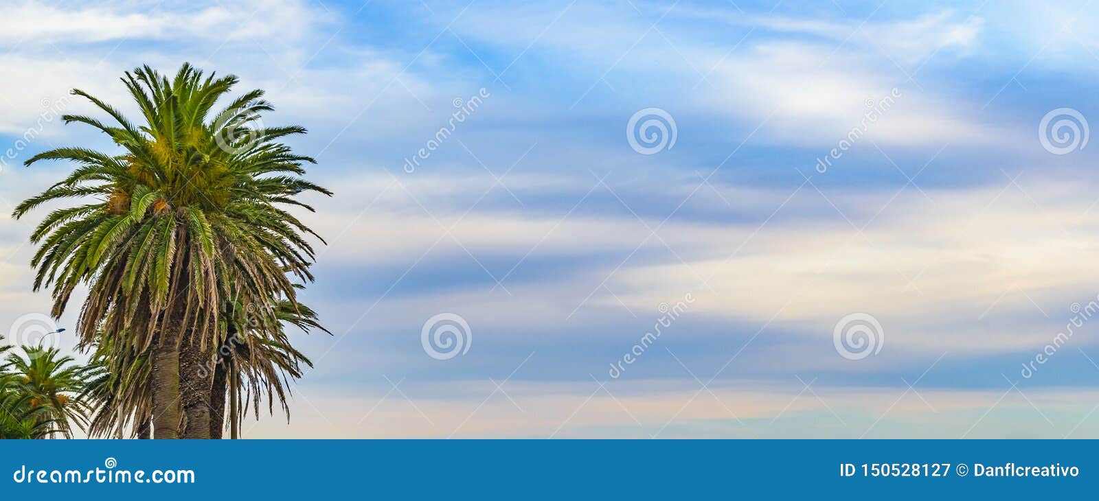 Palm Trees and Sky Panoramic Photo Stock Image - Image of botanical ...