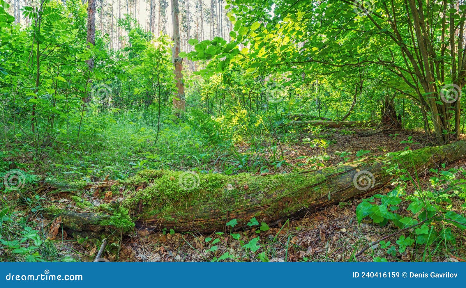 Panoramic Photo of the Edge of a Pine Forest, Rotted Fallen Tree ...
