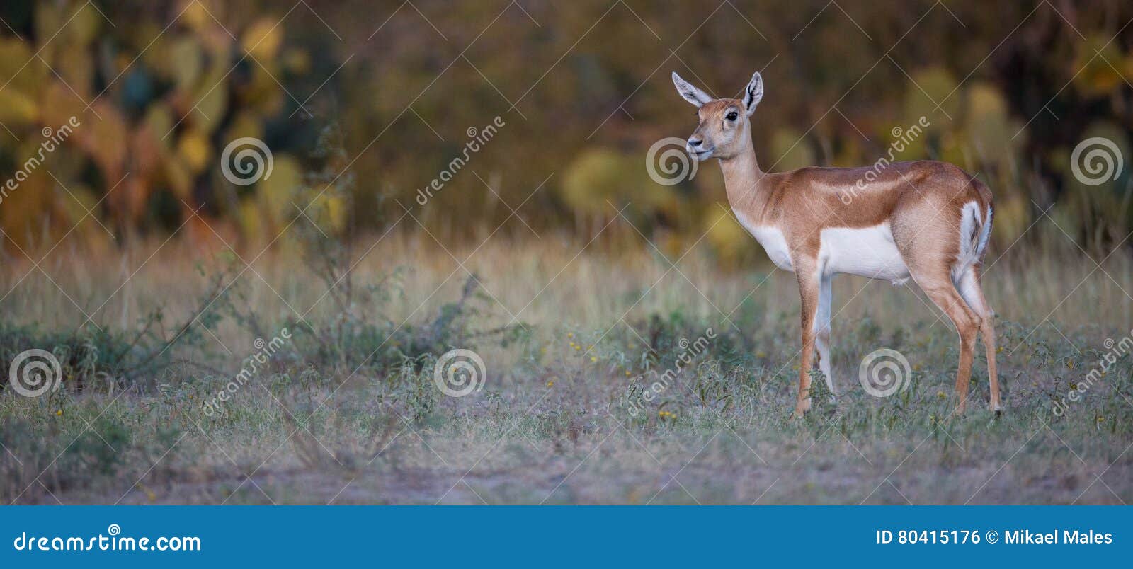 Panoramic Photo of Female Blackbuck Stock Photo - Image of fast, twig ...