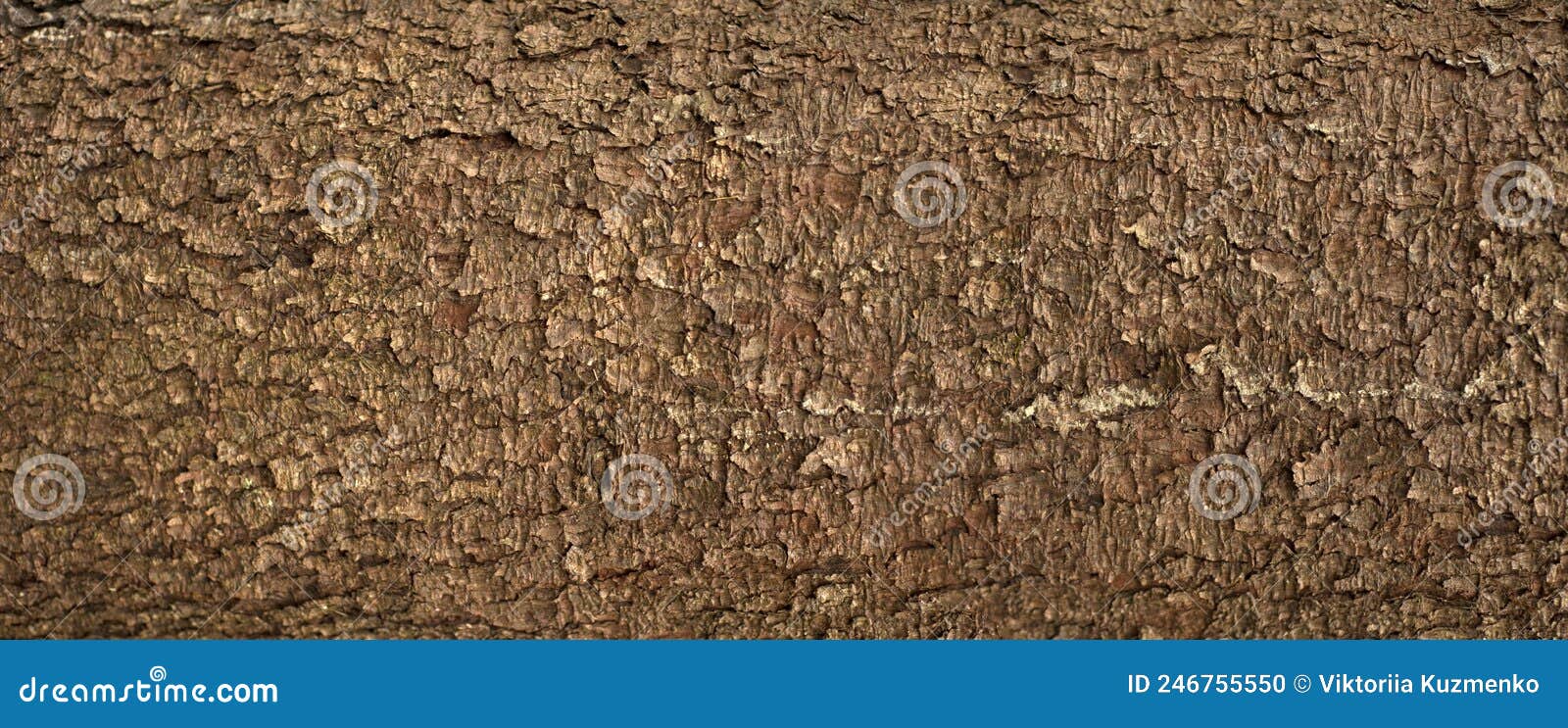 Embossed Texture of the Bark of Fir. Panoramic Photo of the Fir-tree ...