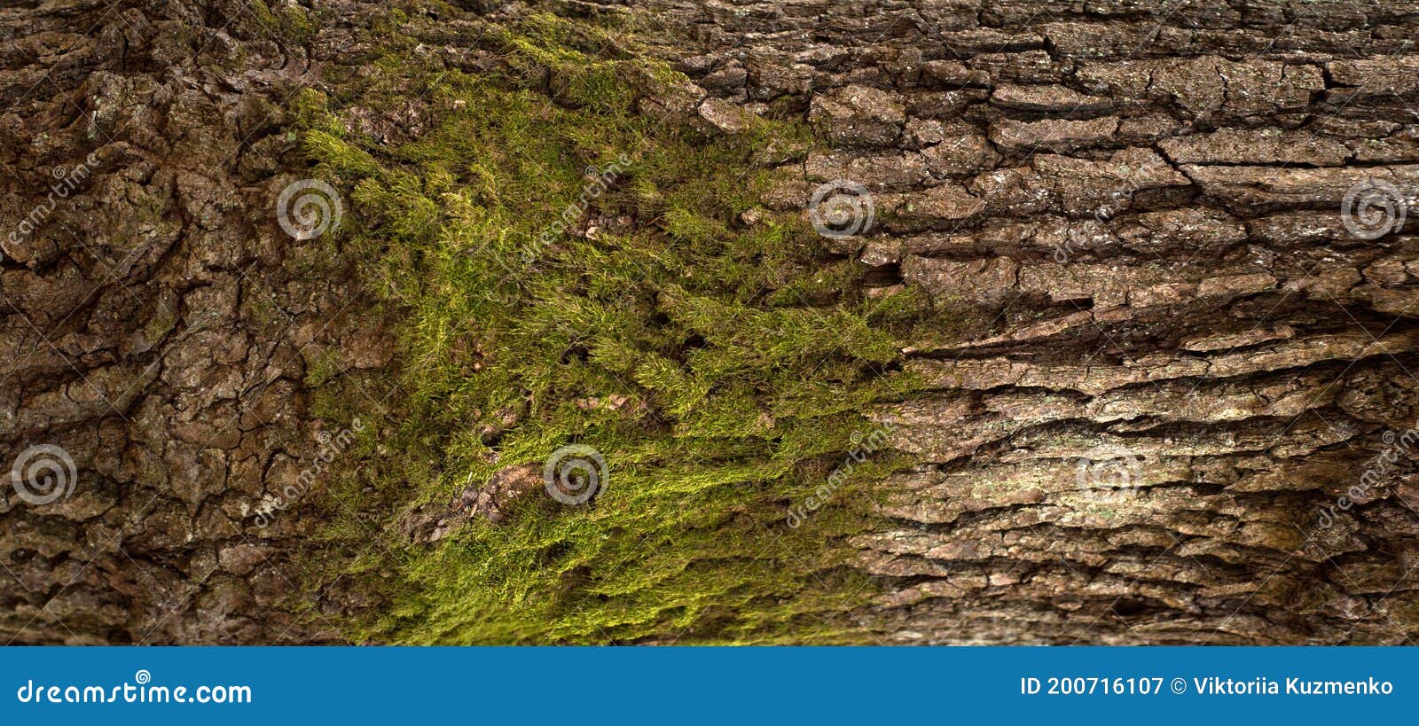 Embossed Texture of the Bark of Oak. Panoramic Photo of the Oak Texture ...