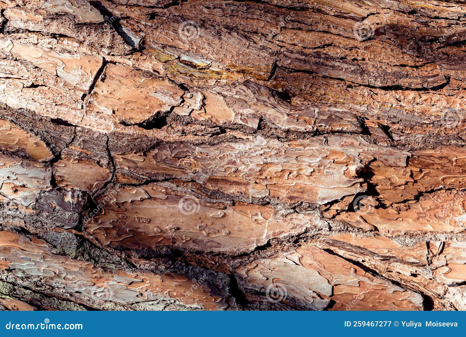 Tree bark background. stock image. Image of texture - 259467277
