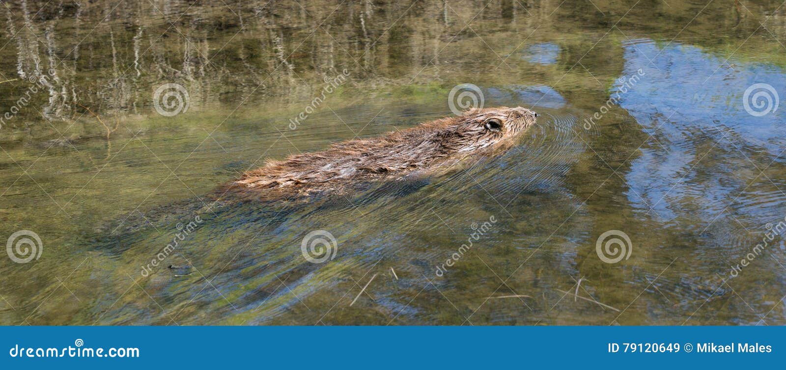 Panoramic Picture of Beaver Stock Image - Image of rodents, america ...