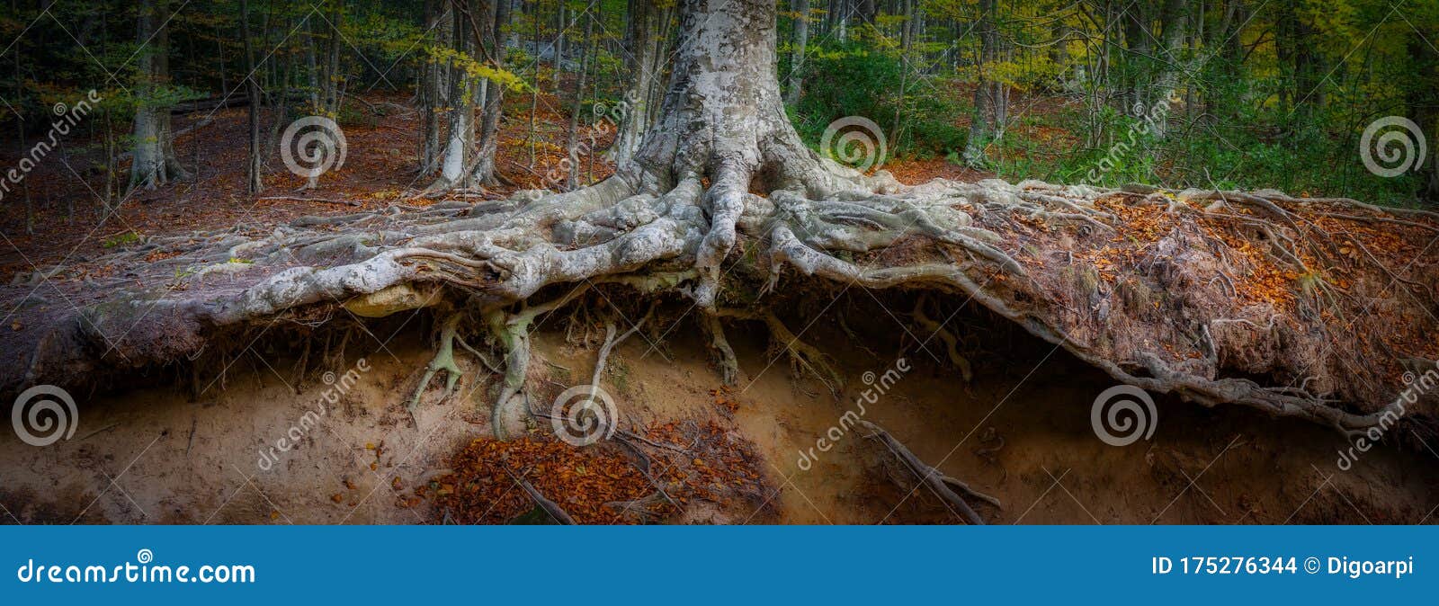 Panoramic Picture of Big Beech Tree Roots Stock Photo - Image of magic ...