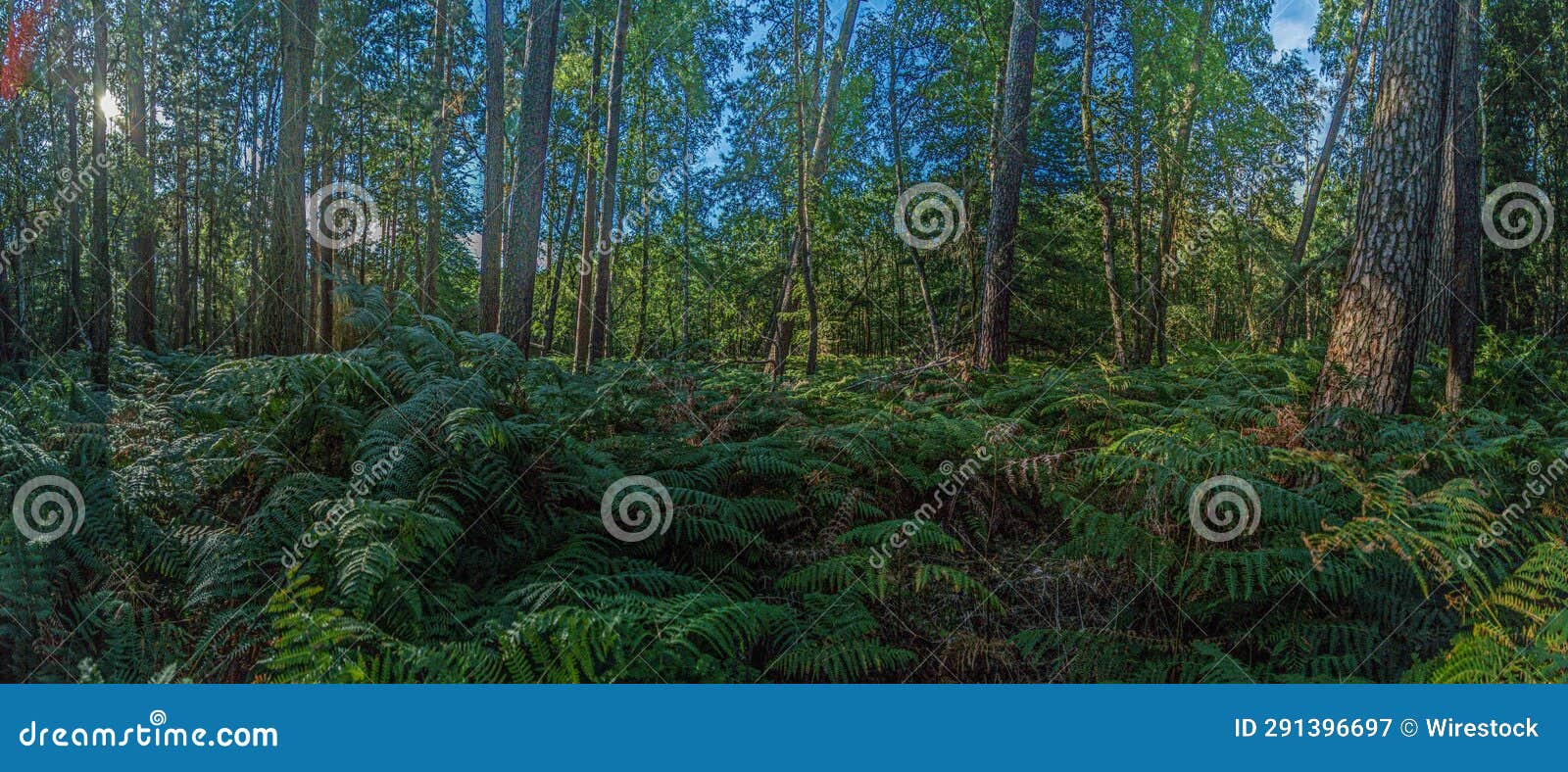 Panoramic Picture into a Dense Deciduous Forest with Ferns on the ...