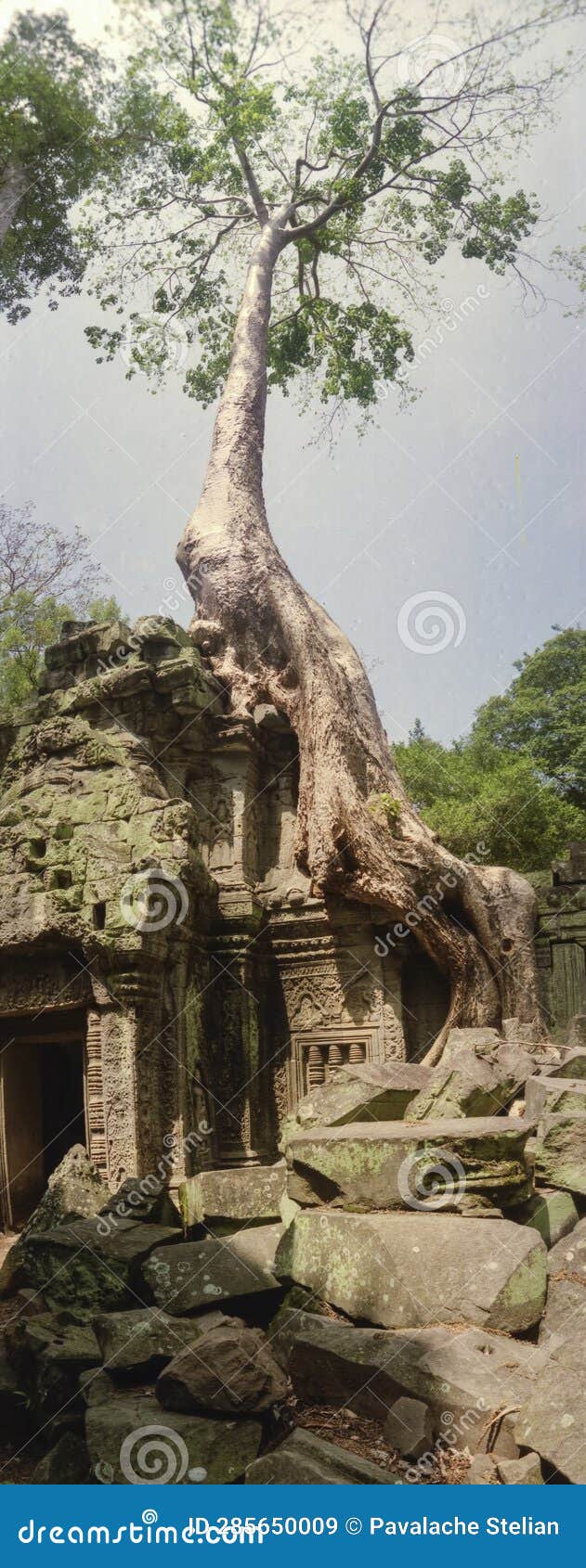 Panoramic Picture of a Massive Tree Root Growing on the Famous Monument ...