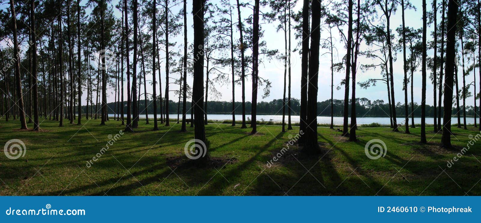 Panoramic Pine Trees stock photo. Image of angle, nightfall - 2460610
