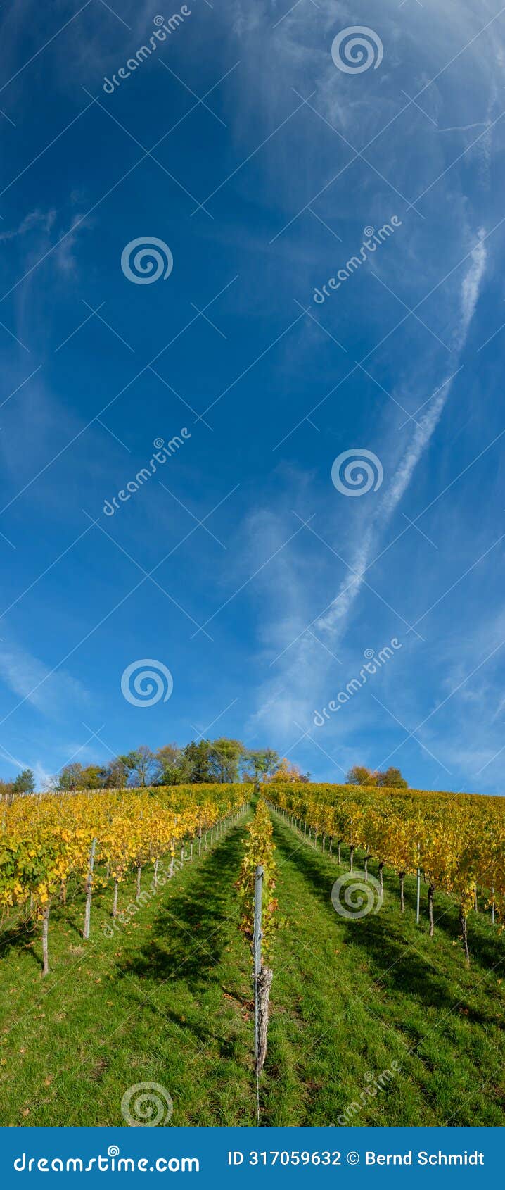 Panoramic Portrait Format Vineyard Fall Scenery Stock Photo - Image of ...