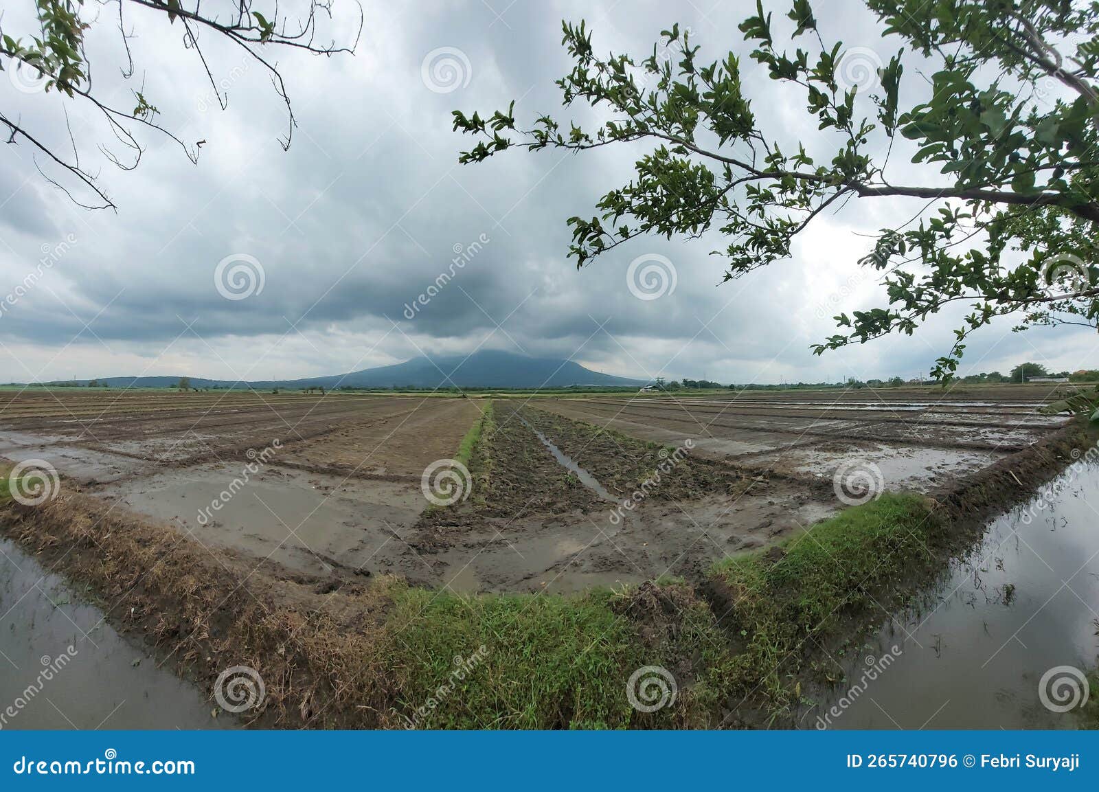 Panoramic Rice Field Views stock photo. Image of road - 265740796