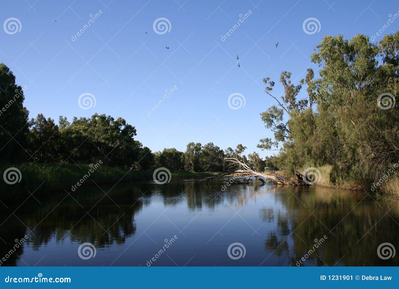 Panoramic River Waterhole stock image. Image of peaceful - 1231901