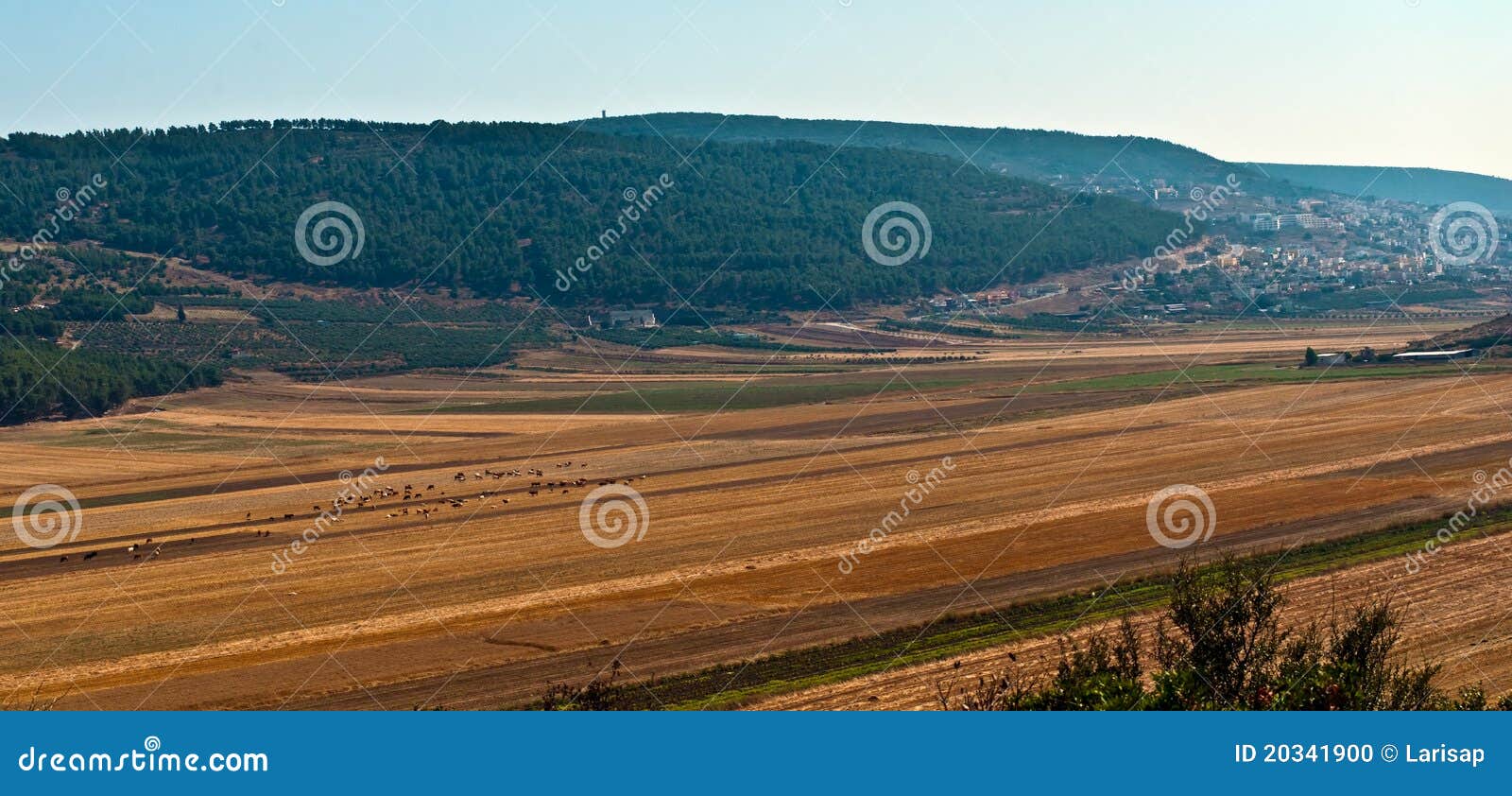 Panoramic Rural Landscape . Stock Photo - Image of galil, beautiful ...