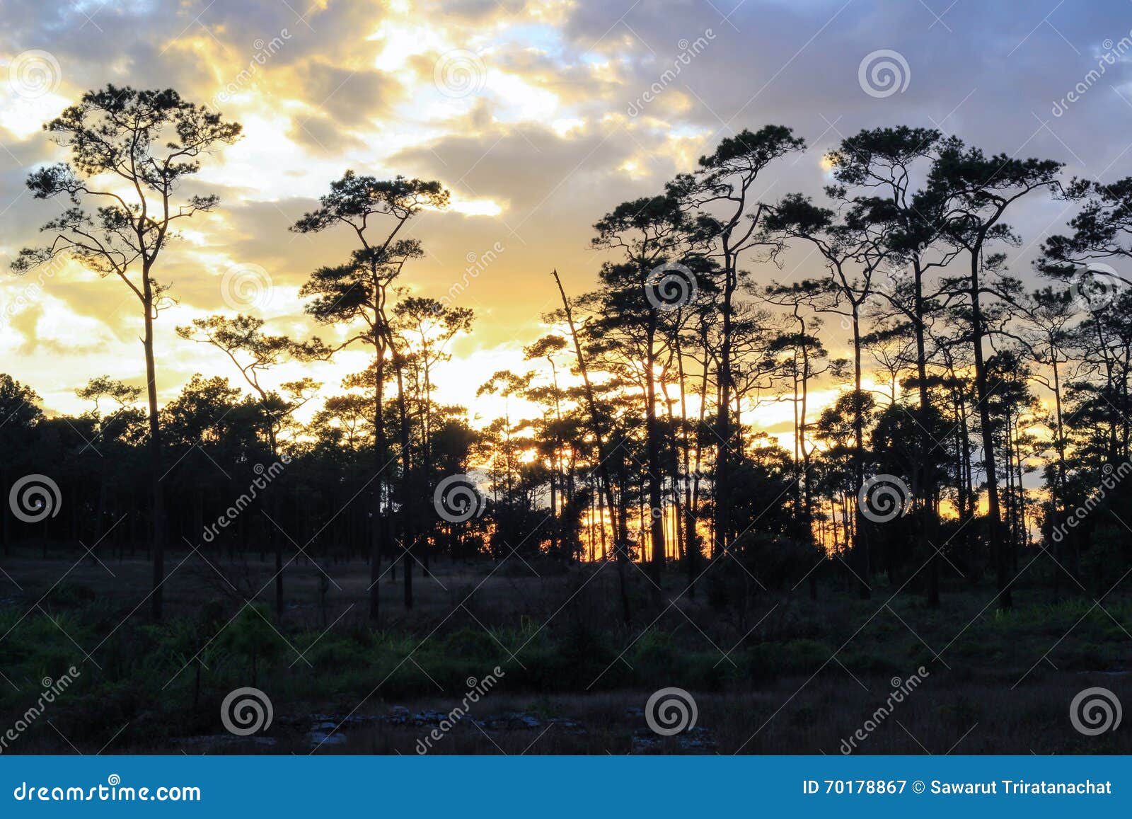 Panoramic Scene of Trees with Sunset Background Stock Image - Image of ...