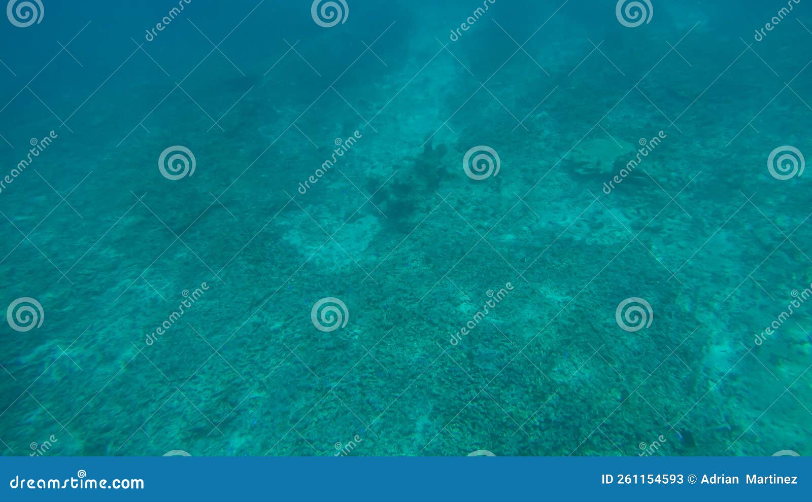 Panoramic Scene Under Water and Blue Background Stock Image - Image of ...