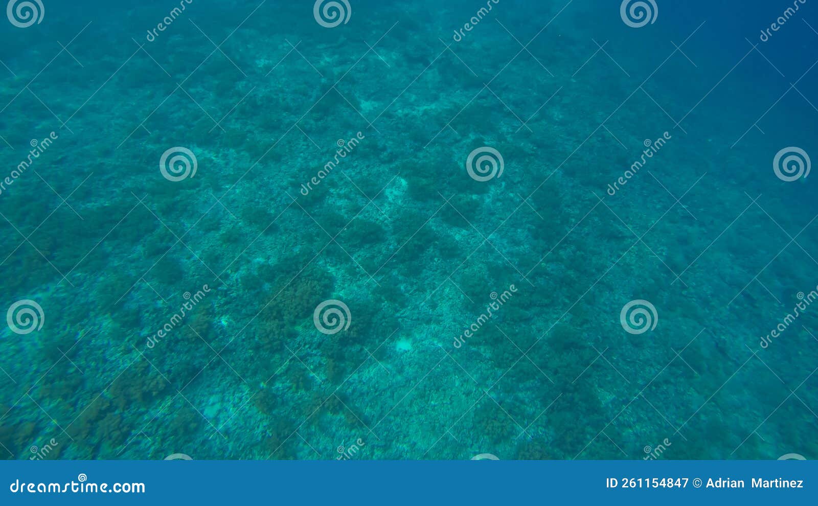 Panoramic Scene Under Water and Blue Background Stock Image - Image of ...