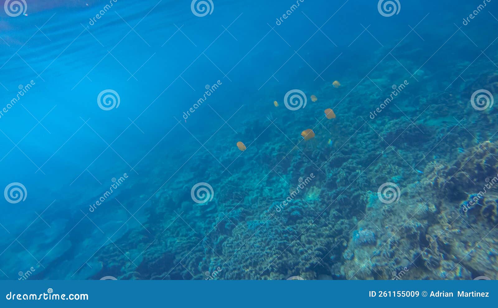 Panoramic Scene Under Water and Blue Background Stock Image - Image of ...