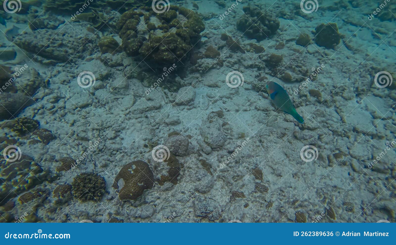 Panoramic Scene Under Water and Blue Background Stock Photo - Image of ...