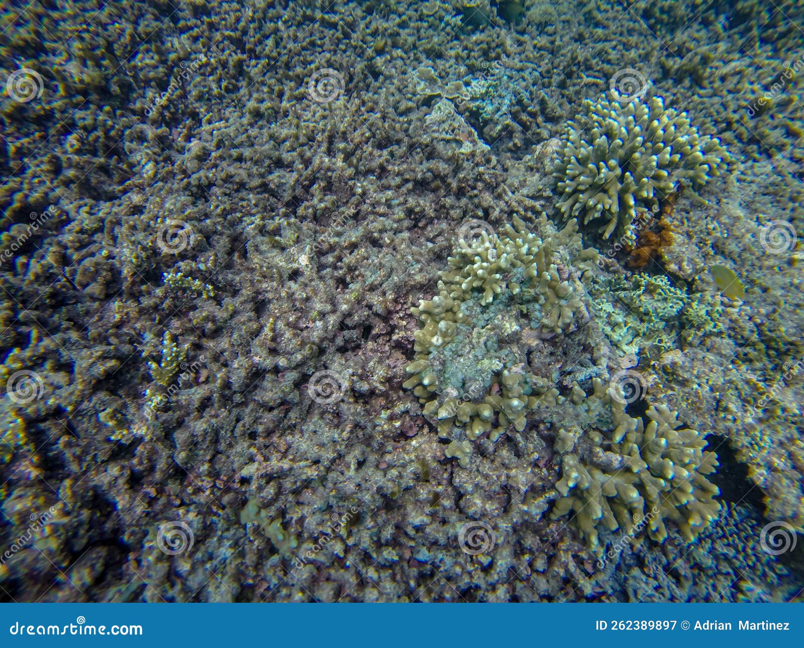 Panoramic Scene Under Water and Blue Background Stock Image - Image of ...