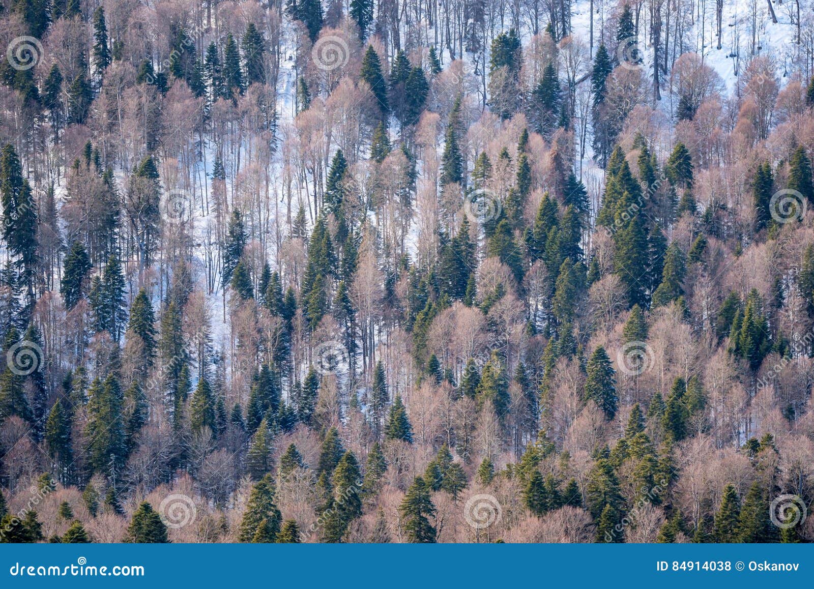 Panoramic Scene of Winter Forest Stock Photo - Image of christmas ...