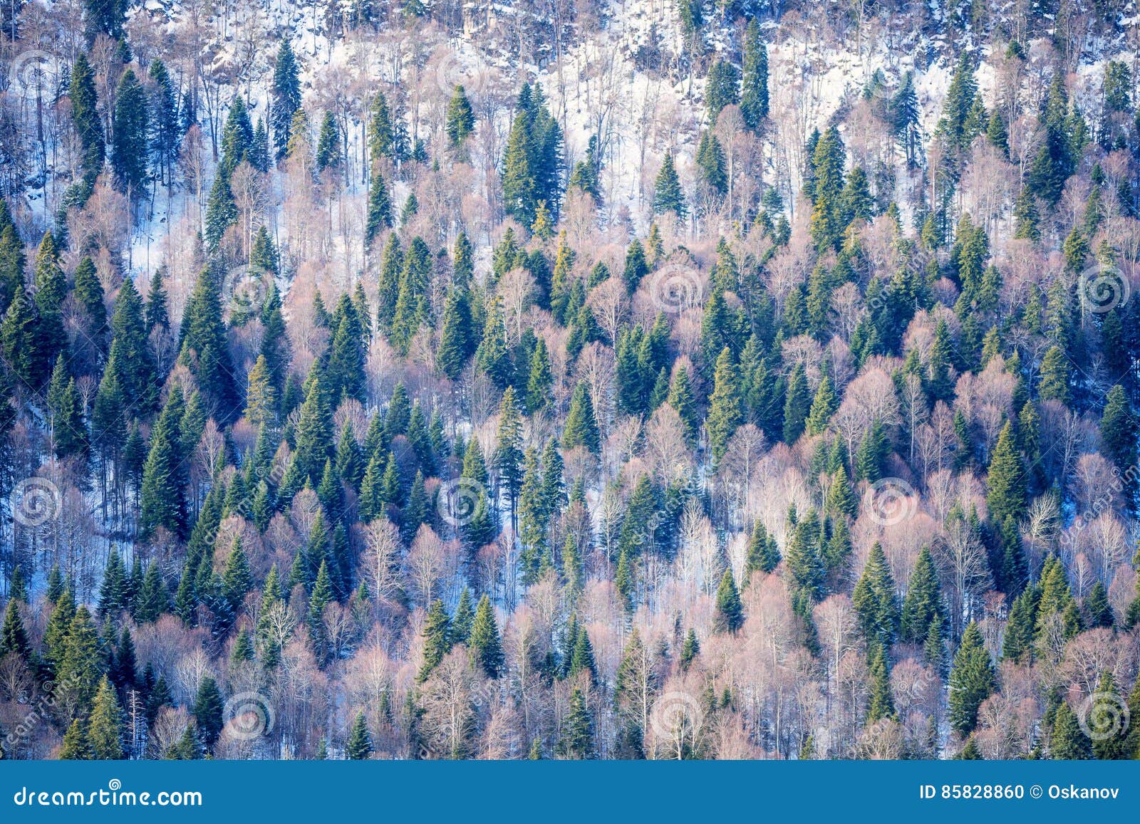 Panoramic Scene of Winter Forest Stock Photo - Image of hoar, cliff ...
