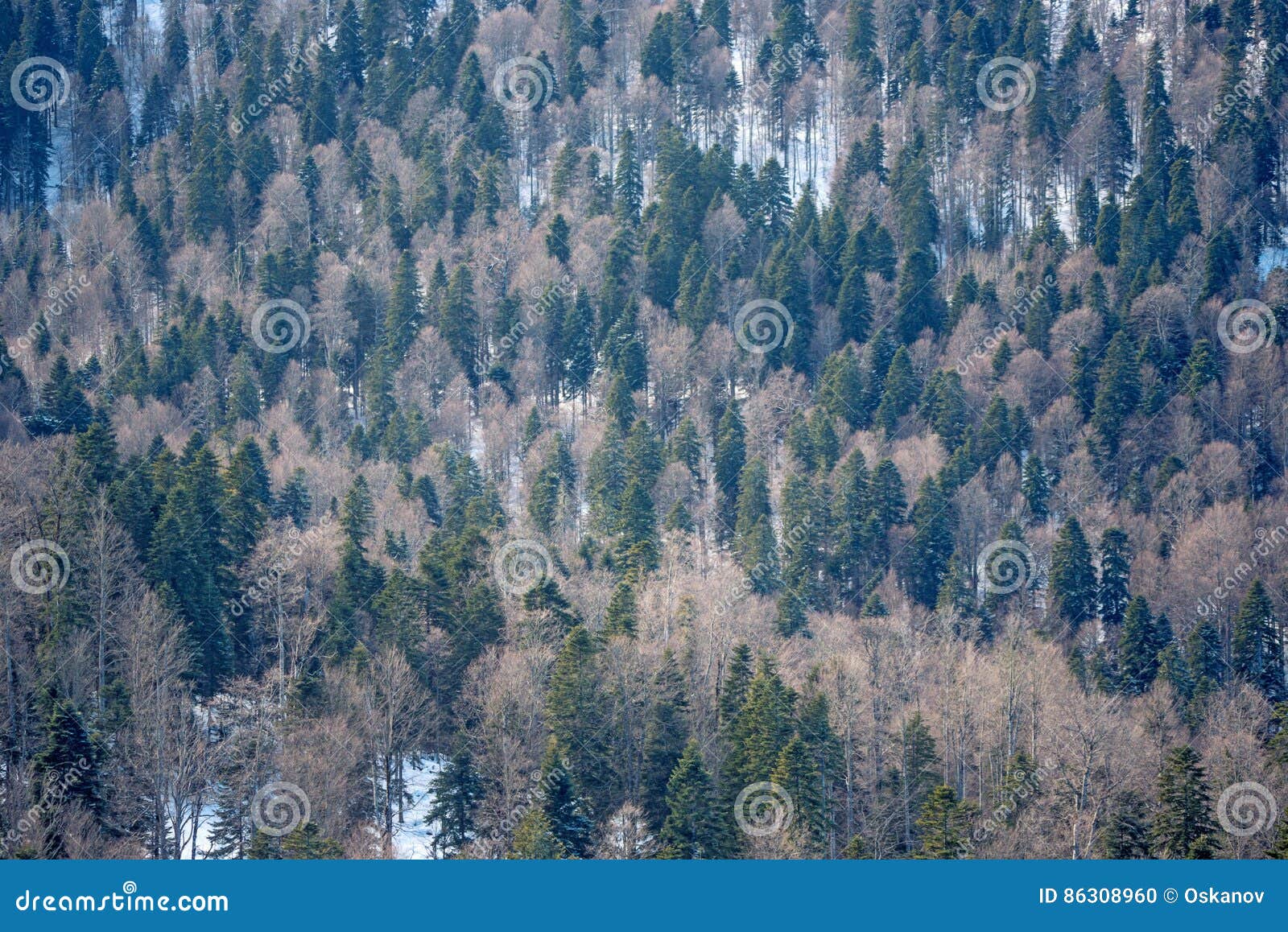 Panoramic Scene of Winter Forest Stock Photo - Image of snow, scene ...