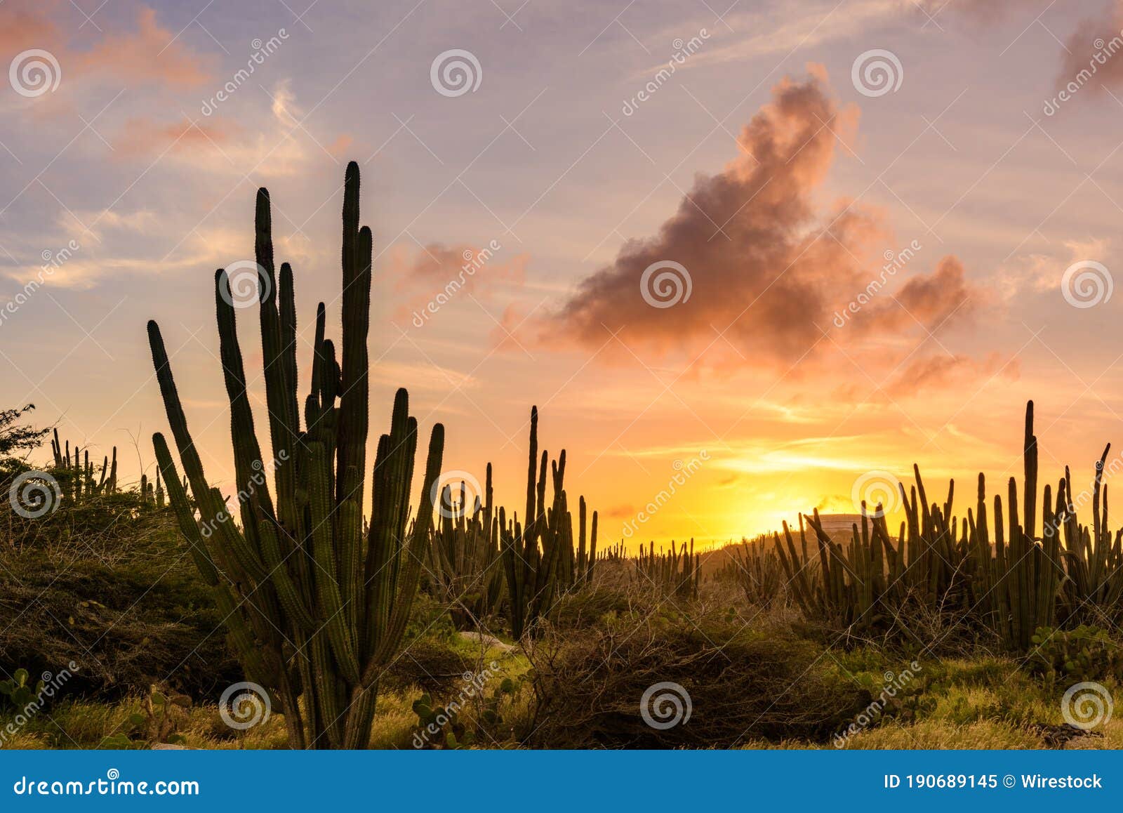 Panoramic Shot of the Arid Nature of Aruba with Long Cardon Cactuses ...