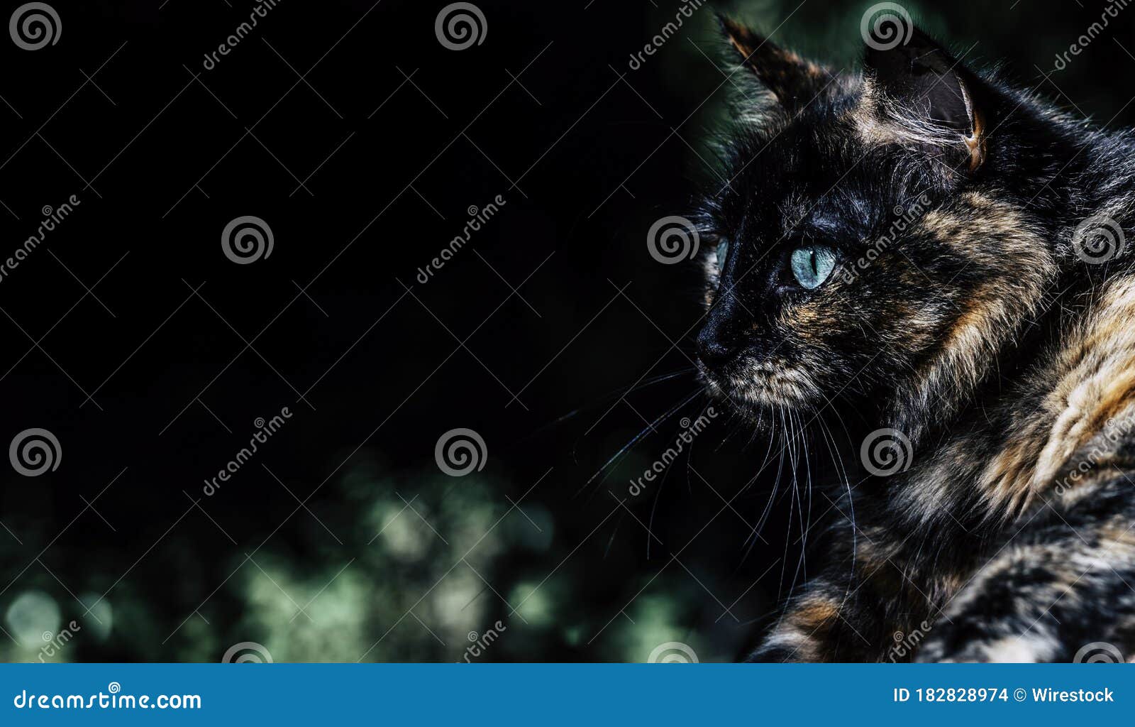 Panoramic Shot of a Black and Brown Cat with Blue Eyes with Greenery on ...