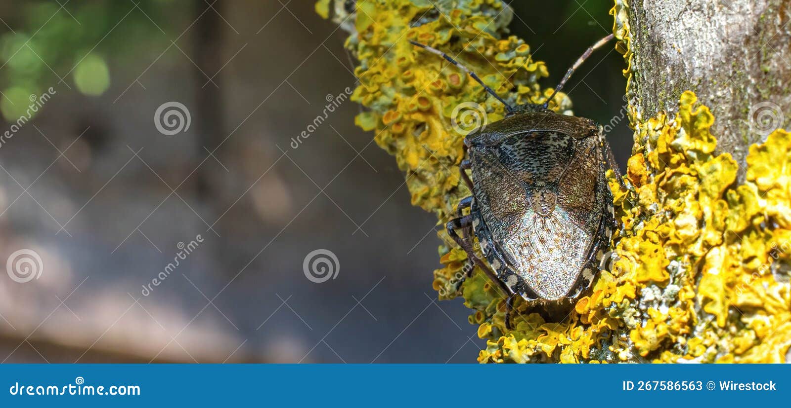 Panoramic Shot of a Brown Marmorated Stink Bug on a Tree Stock Image ...