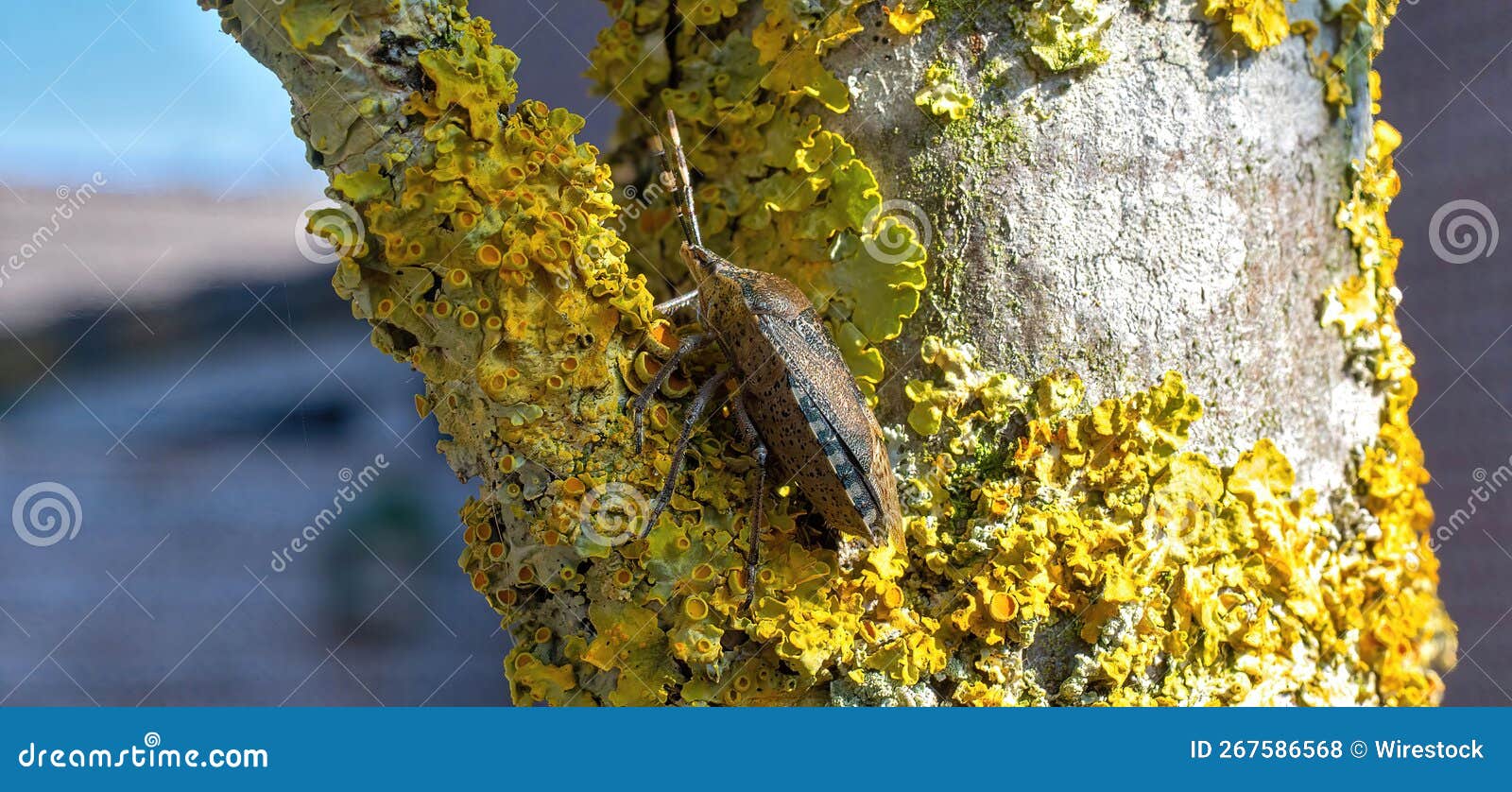 Panoramic Shot of a Brown Marmorated Stink Bug on a Tree Stock Photo ...