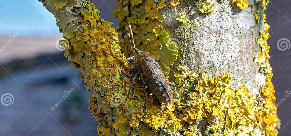 Panoramic Shot of a Brown Marmorated Stink Bug on a Tree Stock Photo ...