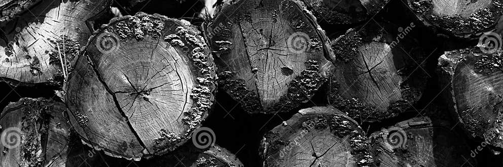 Panoramic Shot of Cut Tree Trunks Texture Stock Image - Image of trunk ...