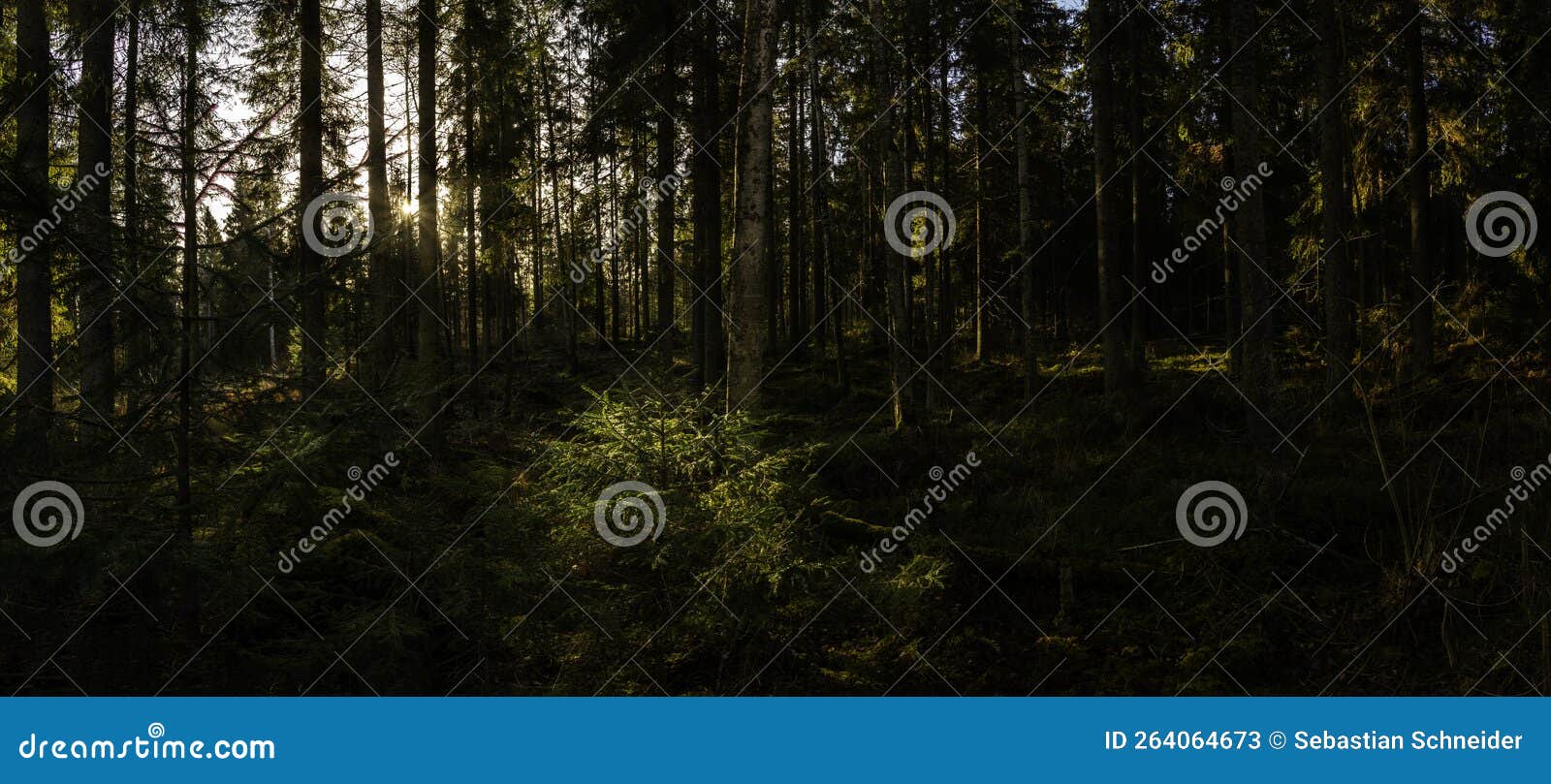 Dramatic forest stock image. Image of plant, light, foreground - 264064673