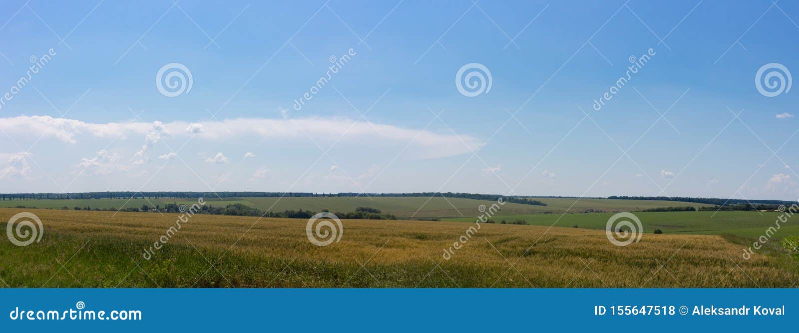 Panoramic Shot of a Field with Wheat. Farm Activities Stock Photo ...