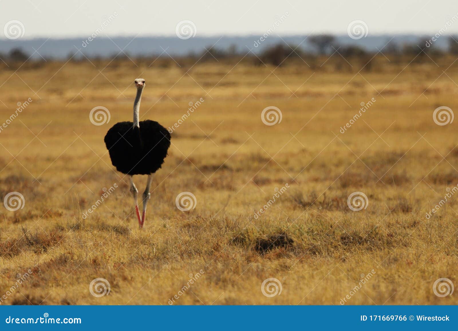 Panoramic Shot of an Ostrich Running Towards the Camera on a Savanna ...