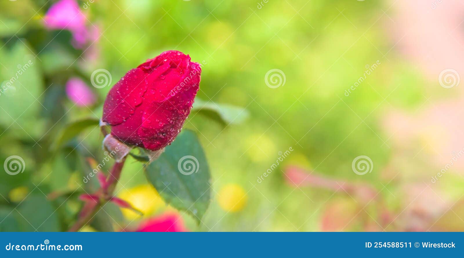 Panoramic Shot of a Red Dewy Rosebud with Space for Text Stock Image ...