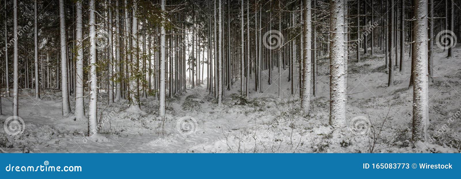 Panoramic Shot of the Thin Trunks of Trees in a Spruce-fir Forest on a ...