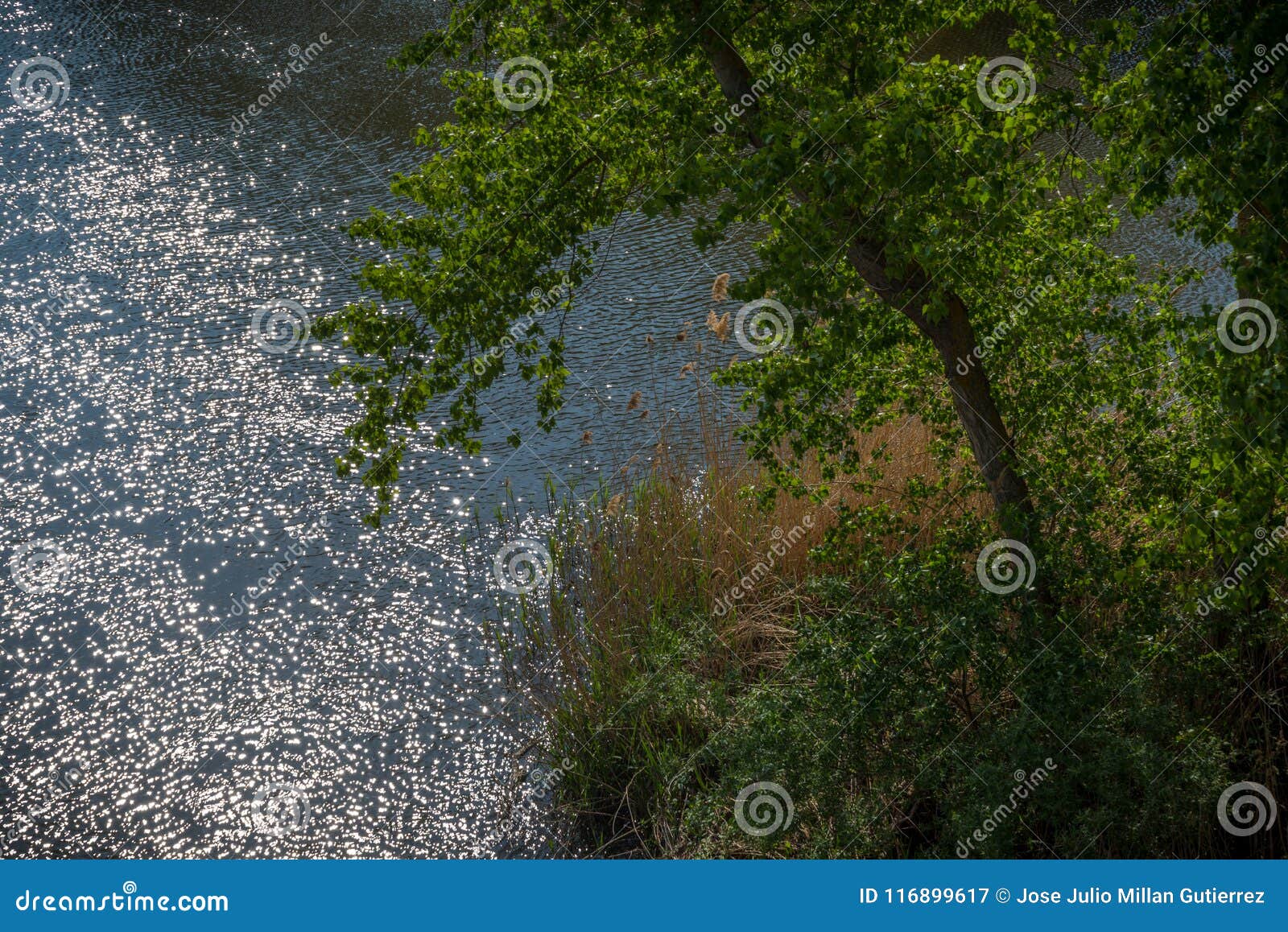 Rivera of the River in Spring Stock Image - Image of grass, foliage ...