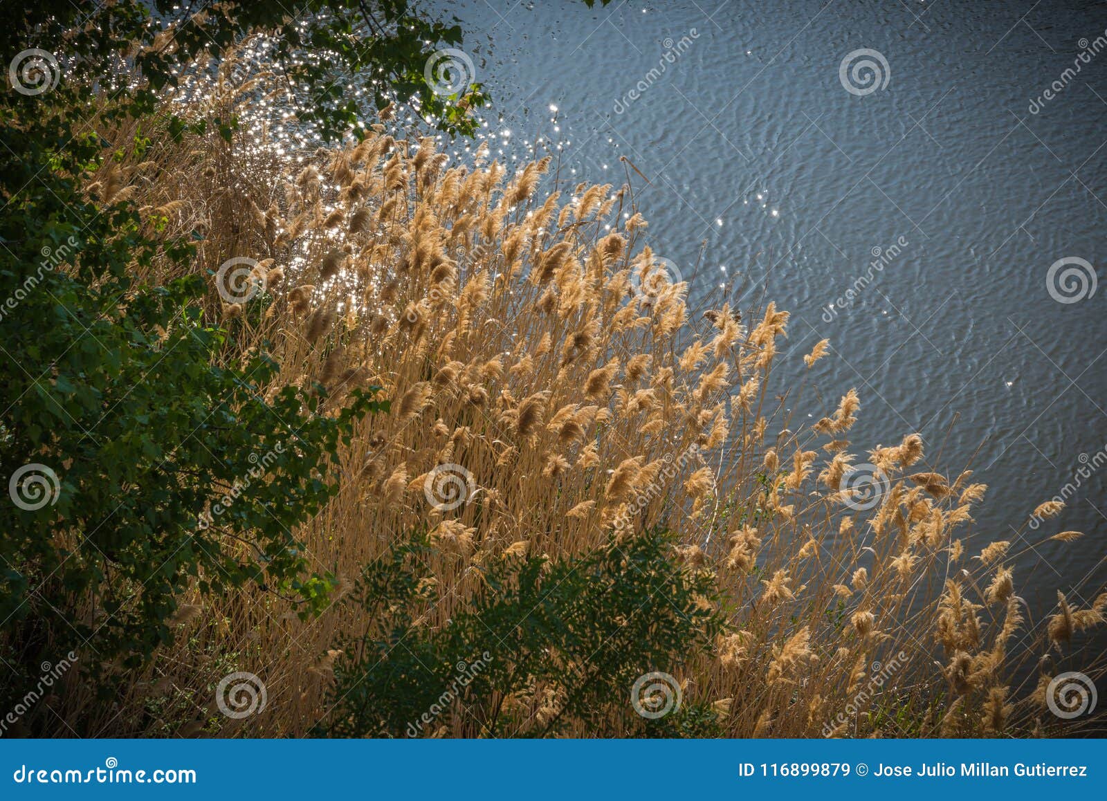 Rivera of the River in Spring Stock Image - Image of avenue, plant ...