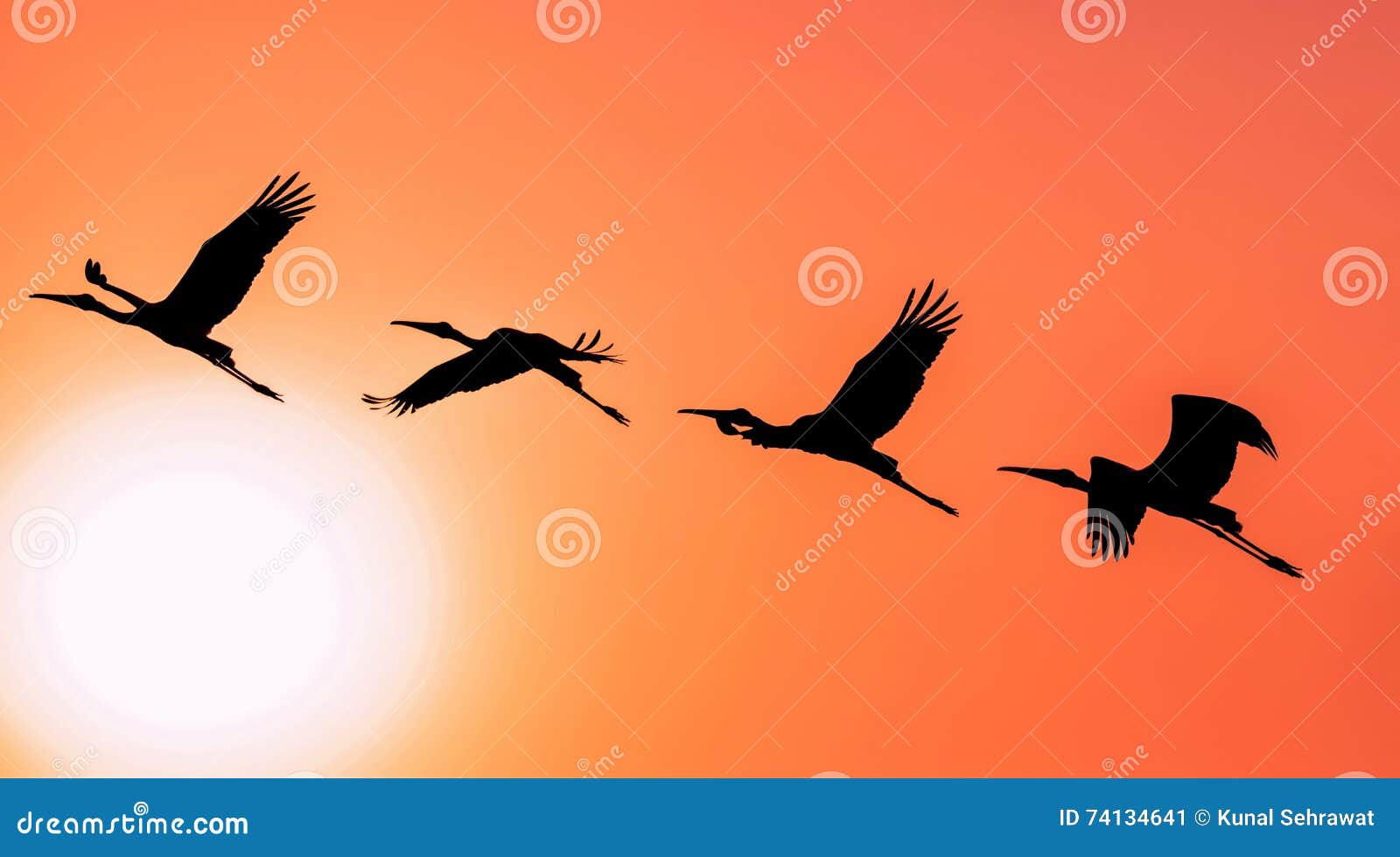Panoramic Silhouette of Painted Stork Flying Against the Setting Stock ...