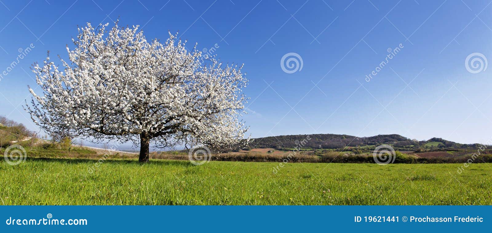 Panoramic spring stock image. Image of countryside, plain - 19621441