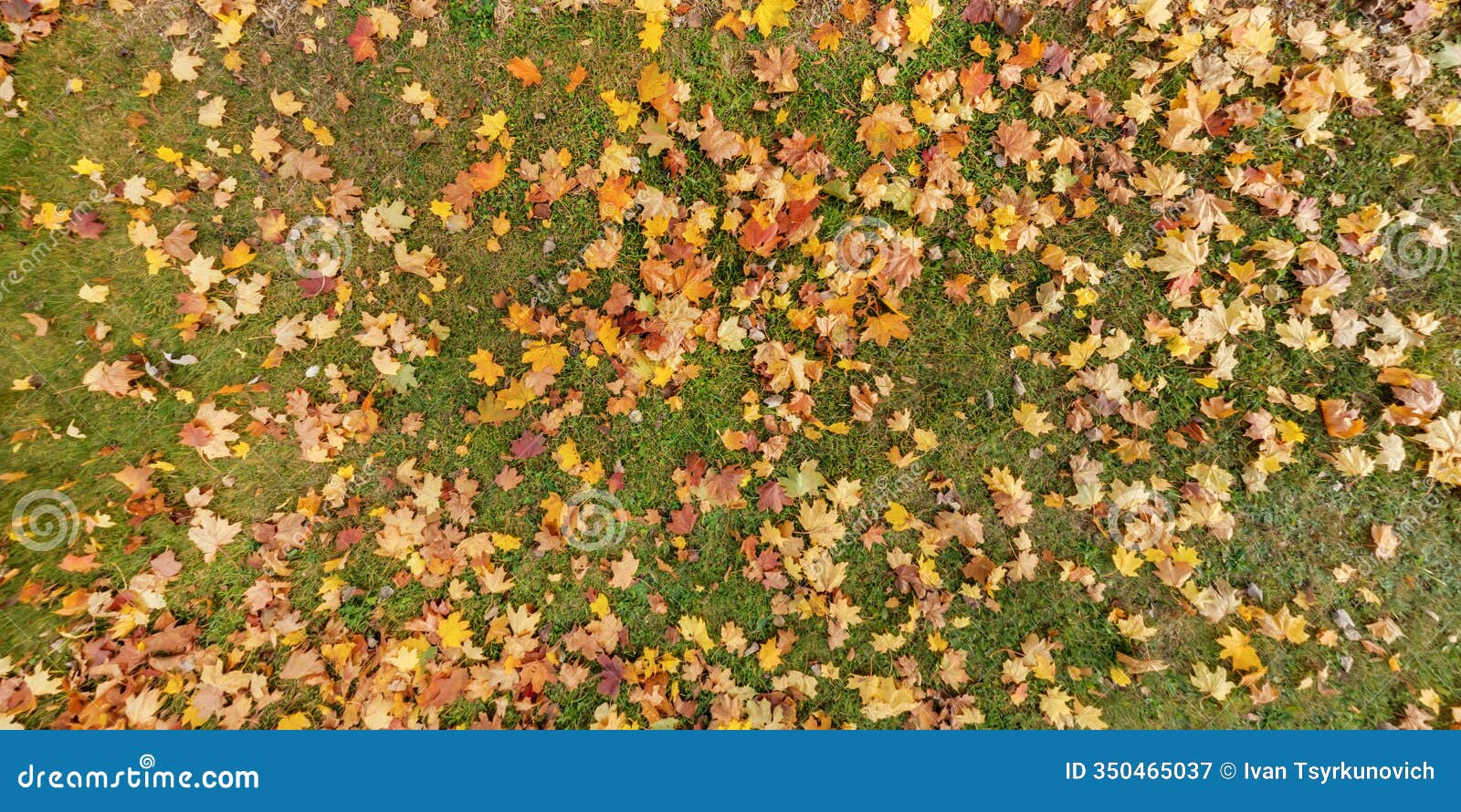 Panoramic Top View of Grass Texture with Yellow and Red Autumn Maple ...