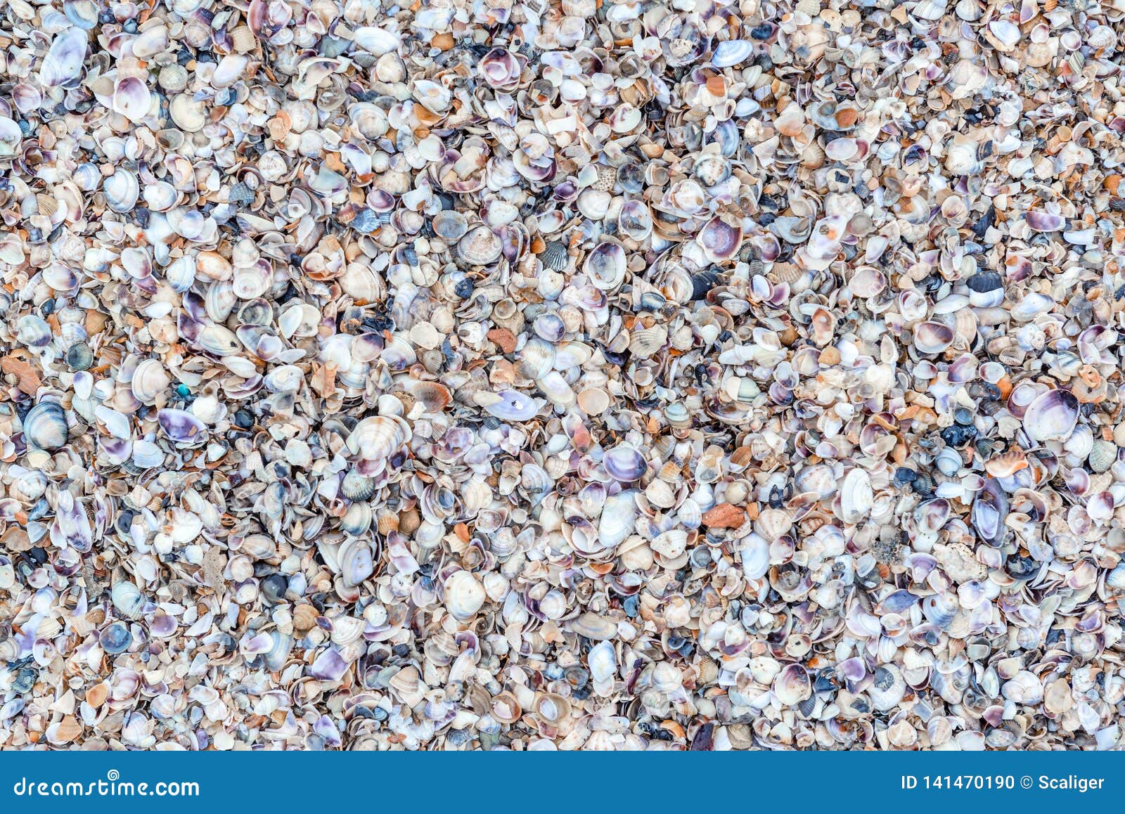Panoramic Top View of Many Shells on a Beach Stock Photo - Image of ...