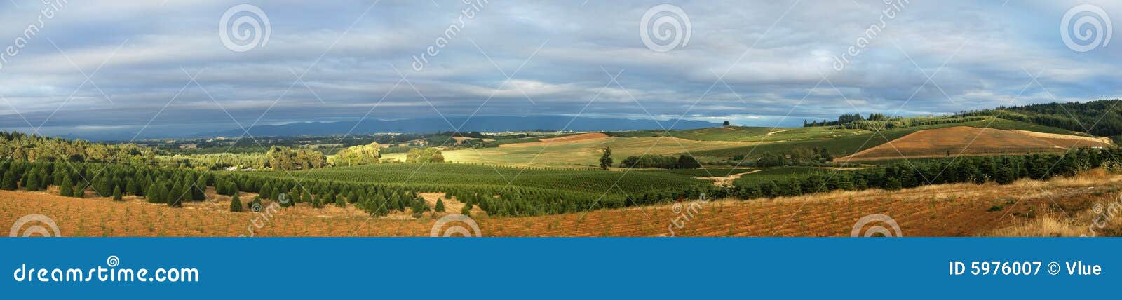 Panoramic tree farm stock image. Image of landscape, scape - 5976007