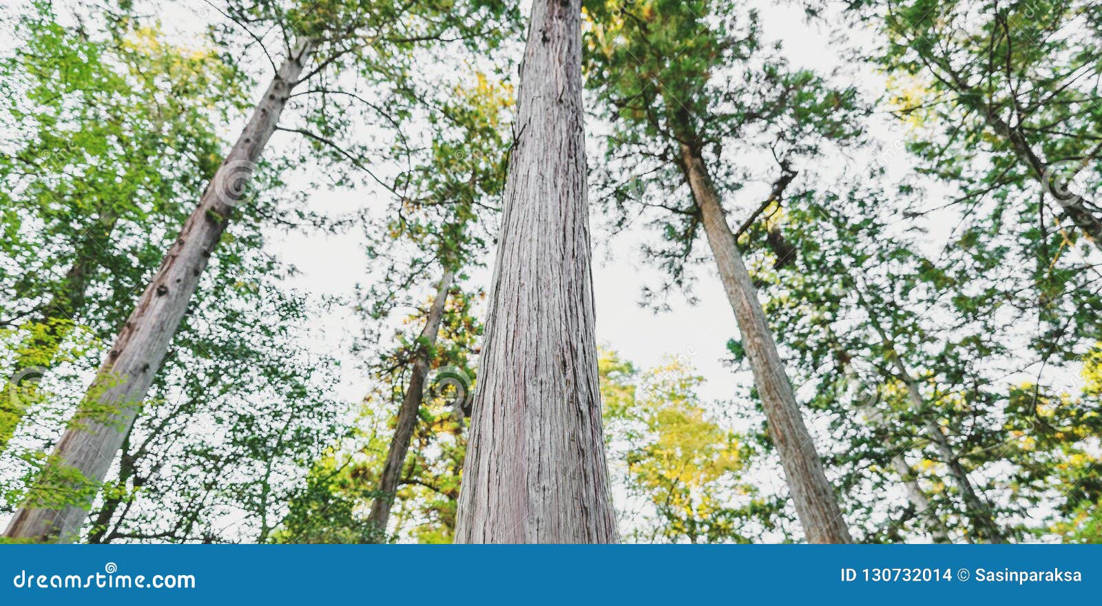 Panoramic Trees in Forest in the Morning Stock Photo - Image of ...