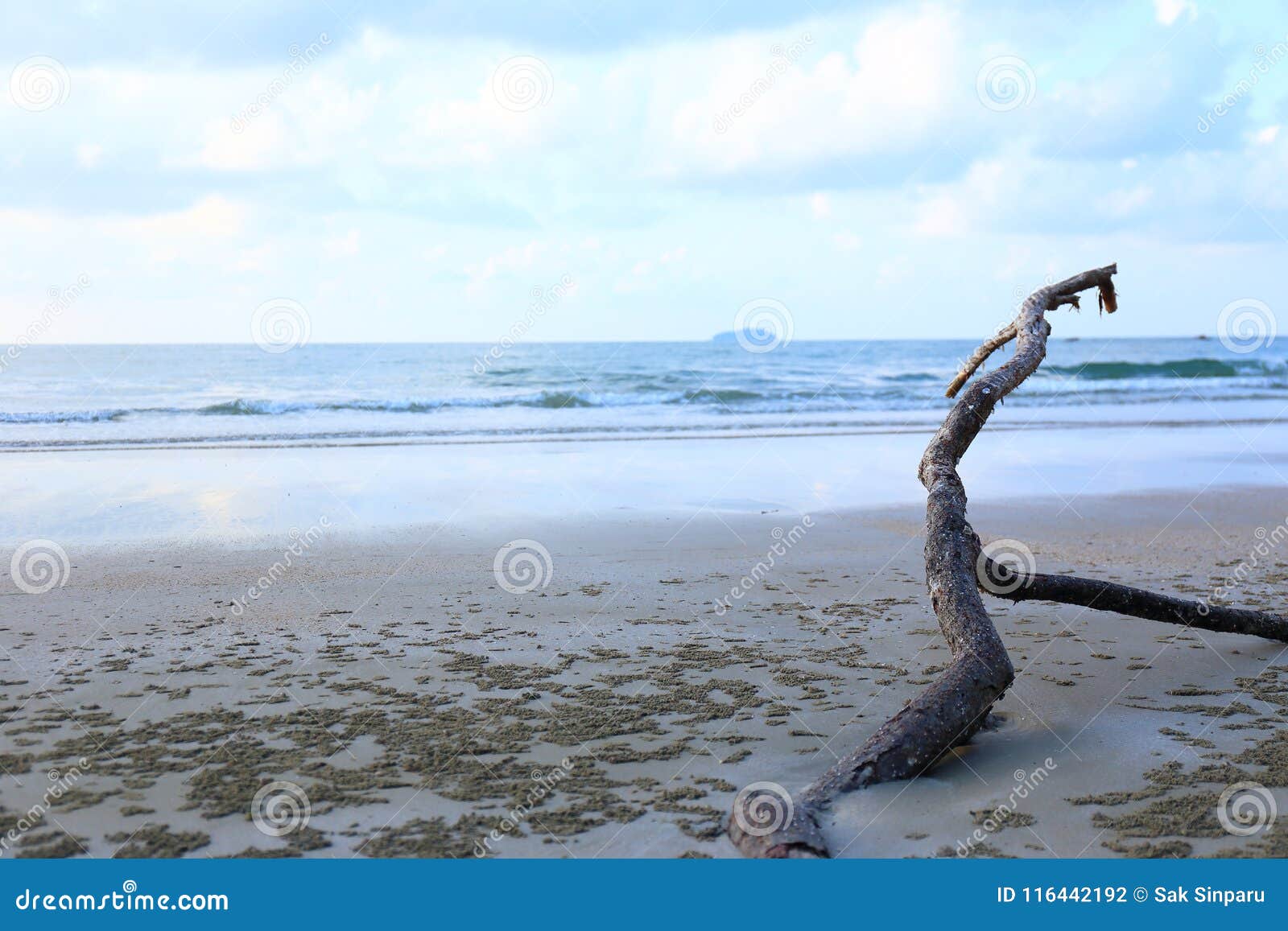 Panoramic Tropical Beach with a Brown Branches Stock Photo - Image of ...