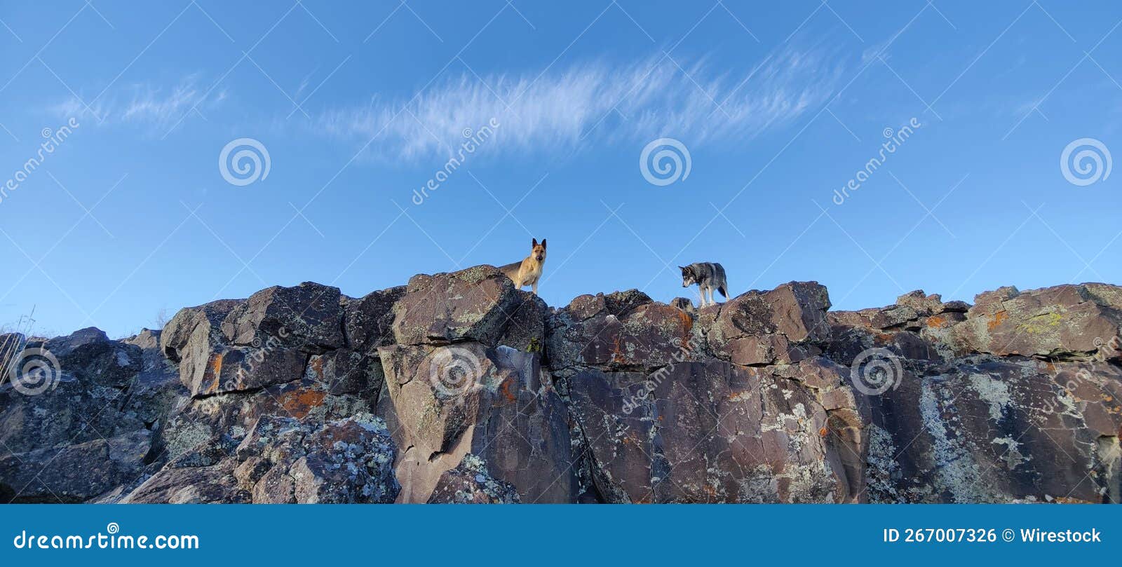 Panoramic of Two Wolves Standing on Top of a Rugged Cliff Against the ...