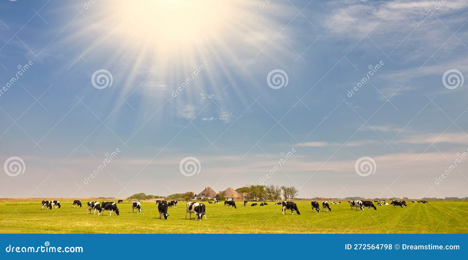 Dutch Landscape with a Meadow with Cows and Farm with Sunlight Stock ...